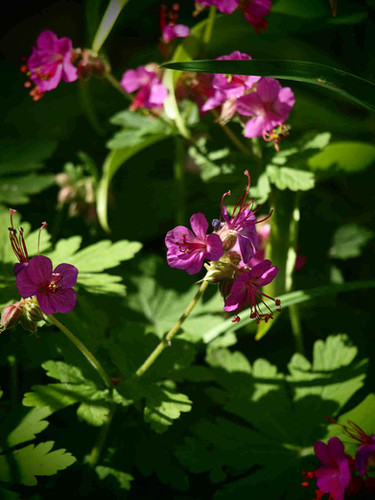 Geranium Macrorrhizum – Czakor | Awesome Blossom Plants