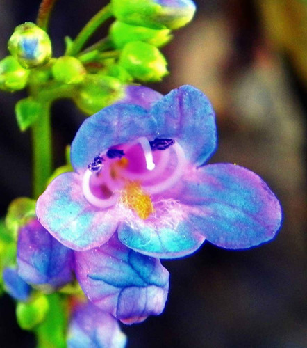 Penstemon Watsonii Seed | Awesome Blossom Plants