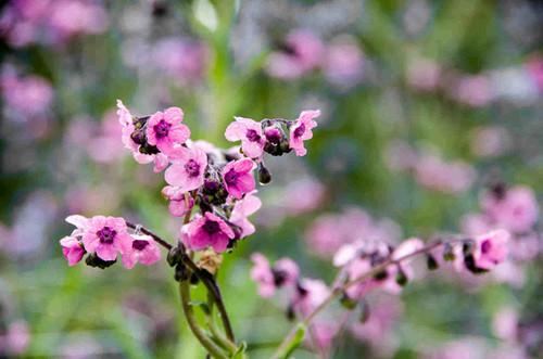 Cynoglossum Hungaricum - Hound's Tooth Seed | Awesome Blossom Plants