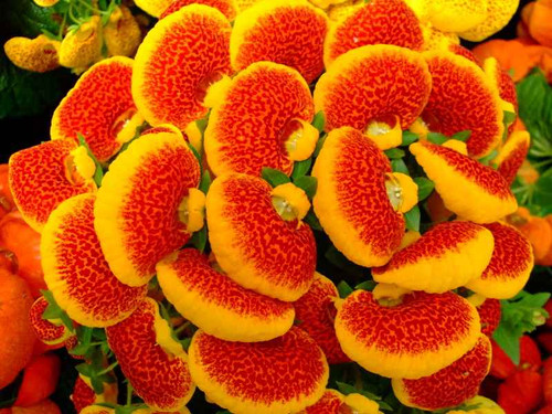 Calceolaria Herbeohybrida - Fascination Slipper Flower Mixed Colors ...