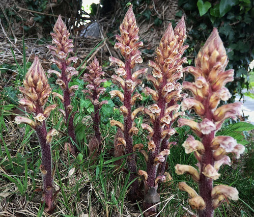 Orobanche Hederae - Ivy Broomrape Seed | Awesome Blossom Plants