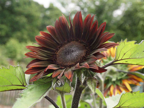Helianthus Annuus - Chocolate Seed | Awesome Blossom Plants