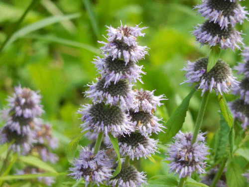 Blephilia Hirsuta - Hairy Wood Mint Seed | Awesome Blossom Plants