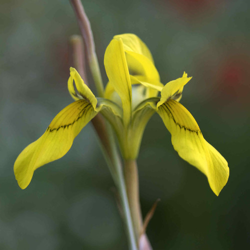 Moraea Huttonii - Hutton's Cape Tulip Seed | Awesome Blossom Plants