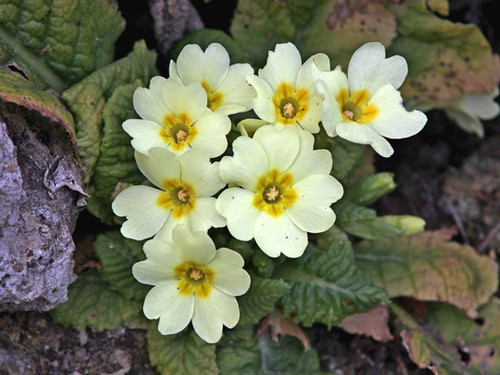Primula Vulgaris - Common Primrose Seed | Awesome Blossom Plants