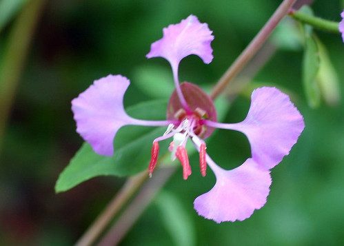 Clarkia Unguiculata - Elegant Clarkia Seed | Awesome Blossom Plants