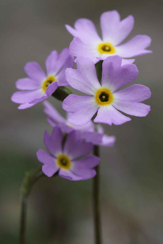 Primula mistassinica seed | AwesomeBlossomPlants
