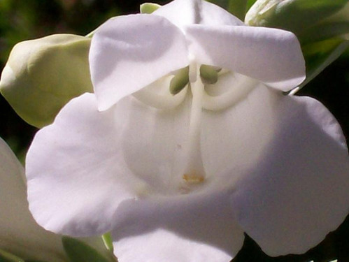 Penstemon Venustus Alba - White Elegant Penstemon Seed | Awesome ...