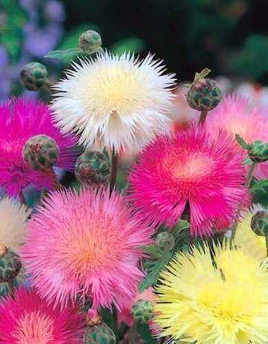 Centaurea Imperialis Sweet Sultan Color Mix | Awesome Blossom Plants