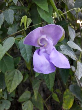 Snail Vine (Phaseolus giganteus) seed | AwesomeBlossomPlants