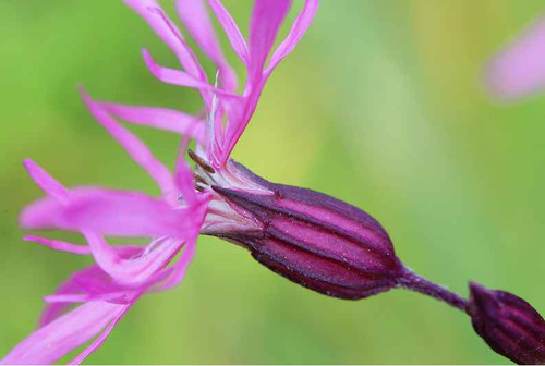 Lynchis Flos - Cuculi - Ragged Robin Seed | Awesome Blossom Plants