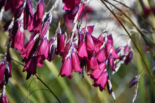 Dierama - 'Blackbird' Seed | Awesome Blossom Plants