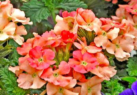 Verbena Hybrids - Nana Compacta Apricot Seed | Awesome Blossom Plants