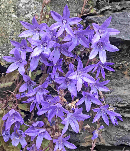 Campanula Poscharskyana - Serbian Bellflower Seed | Awesome Blossom Plants