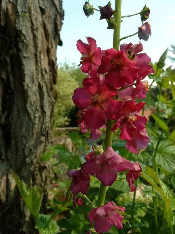 Verbascum | Awesome Blossom Plants