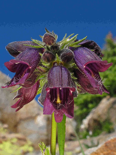 Penstemon Whippleanus - Chocolate Drop Seed | Awesome Blossom Plants