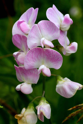 Lathyrus Chilensis - Everlasting Pea Seed | Awesome Blossom Plants