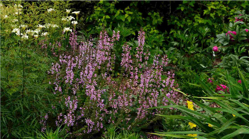 Salvia Pratensis - Rose Rhapsody Seed | Awesome Blossom Plants