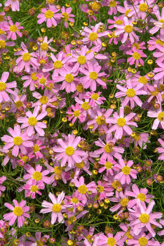 Coreopsis Rosea – Pink Tickseed Seed | Awesome Blossom Plants