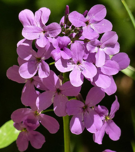 Hesperis Matronalis Mix - Dames Rocket Seed | Awesome Blossom Plants