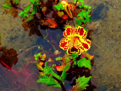Mimulus Tigrinus - Tiger Monkey Flower Color Mix Seed | Awesome Blossom ...