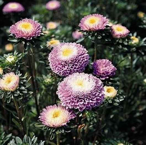 Aster - Callistephus Pompon - Light Blue Seed | Awesome Blossom Plants