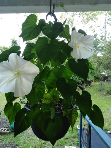 Ipomoea Alba - Moon Vine Seed | Awesome Blossom Plants