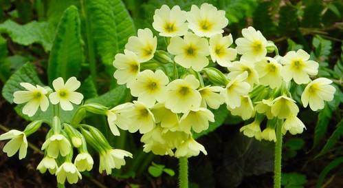 Primula Vulgaris - Common Primrose Seed | Awesome Blossom Plants