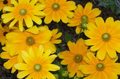 Rudbeckia Hirta - Prairie Sun Seed | Awesome Blossom Plants