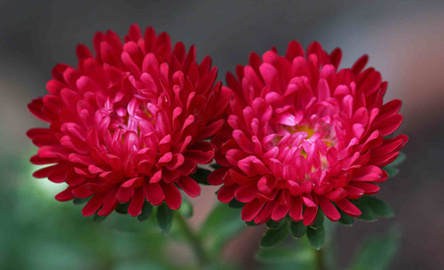 Aster - Callistephus Gremlin - Gremlin Red Seed | Awesome Blossom Plants