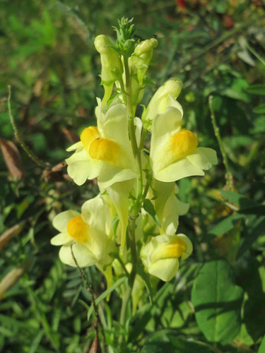 Linaria vulgaris – Butter & Eggs Seed | Awesome Blossom Plants