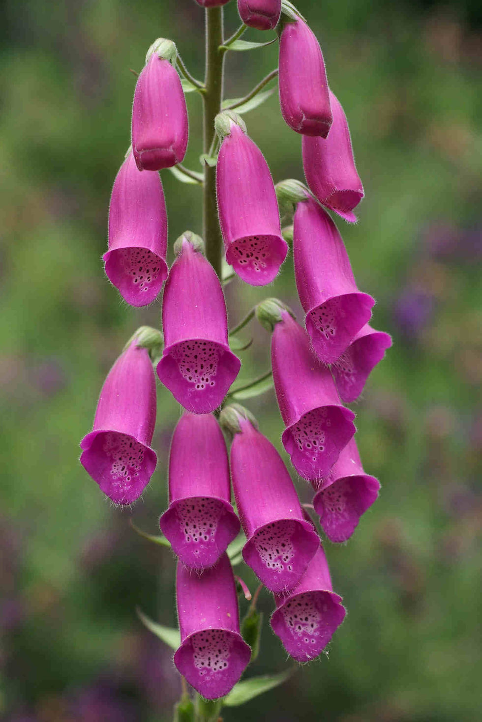 Digitalis Thapsi - Spanish Peaks seed | AwesomeBlossomPlants