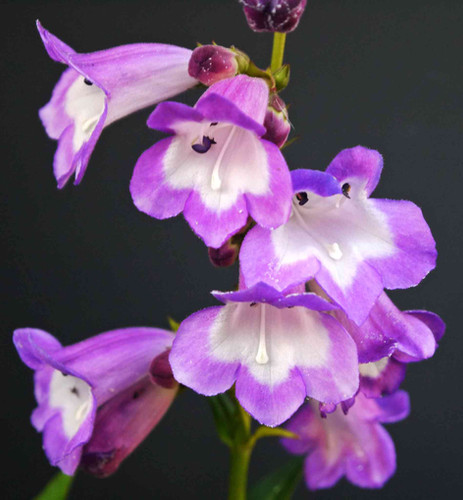 Penstemon x Mexicale - Sunburst Mixed Colours Seed | Awesome Blossom Plants