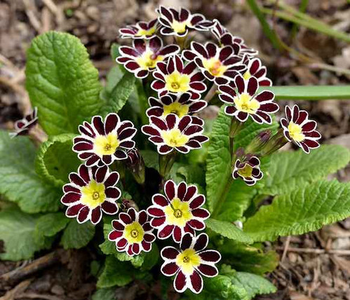 Primula vulgaris - Victorian Silver Lace seed | AwesomeBlossomPlants