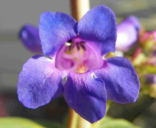 Penstemon Cyananthus Wasatch Penstemon | Awesome Blossom Plants