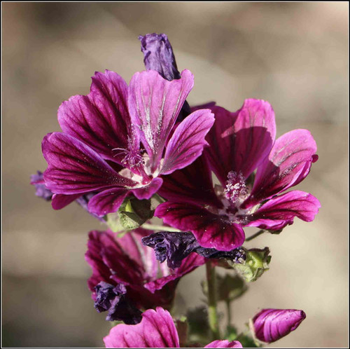 Malva Sylvestris - ssp. Mauritania - Blue Mallow Seed | Awesome Blossom ...
