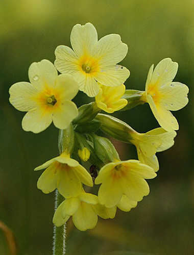 Primula Elatior - True Oxlip Seed | Awesome Blossom Plants