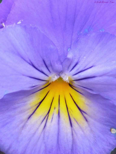 Viola cornuta - Blue Perfection seed | AwesomeBlossomPlants