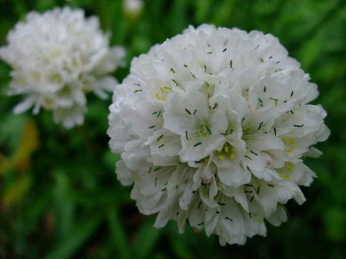 Armeria Maritima Alba - White Sea Thrift Seed | Awesome Blossom Plants