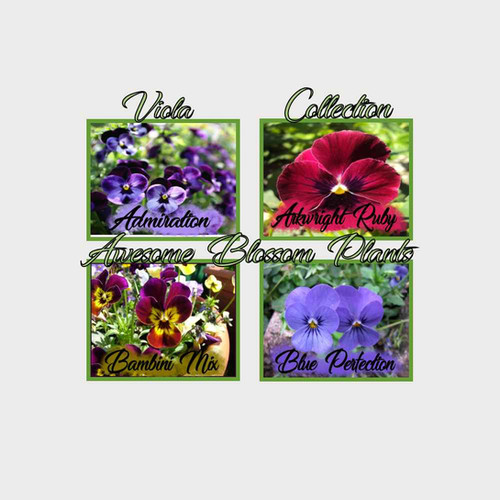 Pick a 4 Pack of Viola Seed | Awesome Blossom Plants
