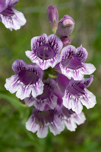 Penstemon Cobaea - Showy Beardtongue Seed | Awesome Blossom Plants