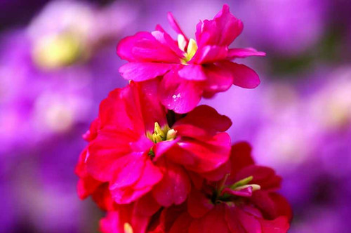 Matthiola Incana – Ten Week Deep Rose Seed | Awesome Blossom Plants