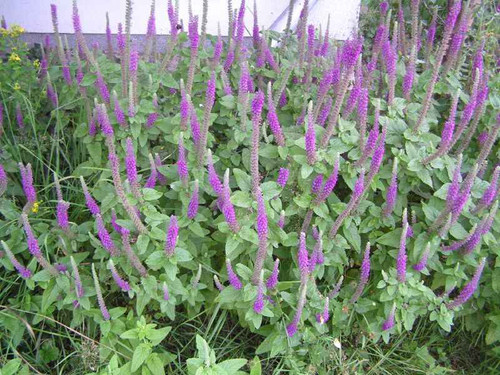 Teucrium Hircanicum Seed | Awesome Blossom Plants