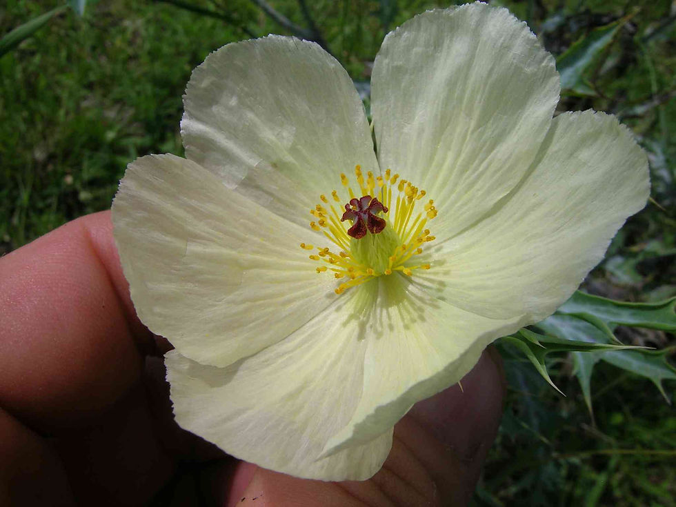 Argemone Ochroleuca - Mexican Poppy Seed | Awesome Blossom Plants