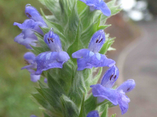 Salvia Hispanica - Chia Seed | Awesome Blossom Plants
