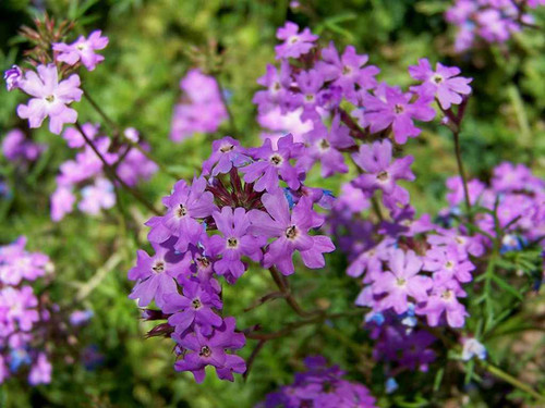 Verbena Tenuisecta - Moss Verbena Seed | Awesome Blossom Plants