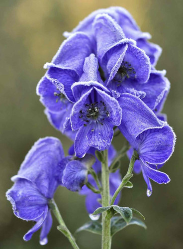 Aconitum Carmichaelii - Arendsii Group - Chinese Aconite Seed | Awesome ...