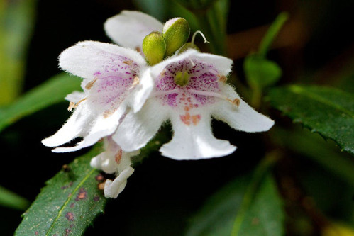 Prostanthera Lasianthos - Victorian Christmas Bush Seed | Awesome ...