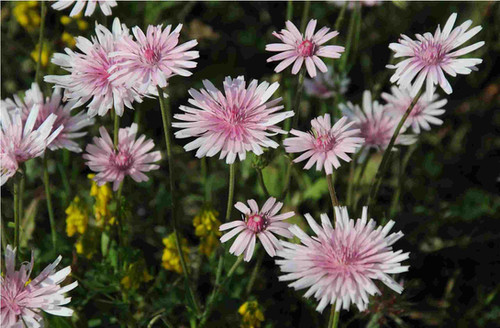 Crepis Rubra - Pink Hawksbeard | Awesome Blossom Plants
