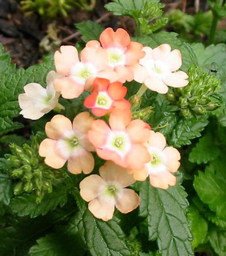 Verbena Hybrids - Nana Compacta Apricot Seed | Awesome Blossom Plants